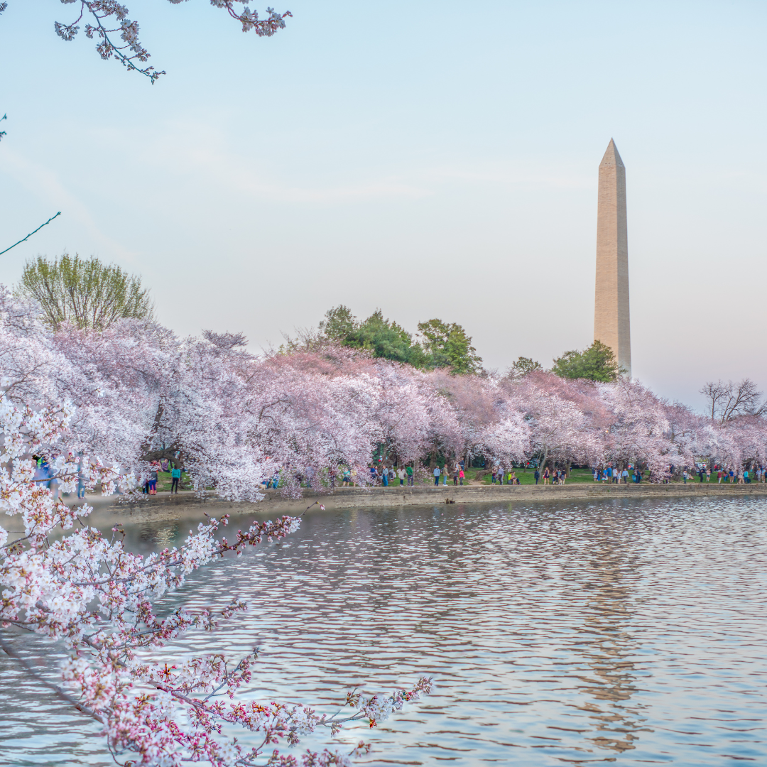 Enjoy Washington, DC Cherry Blossom Style - Modern Empty Nester